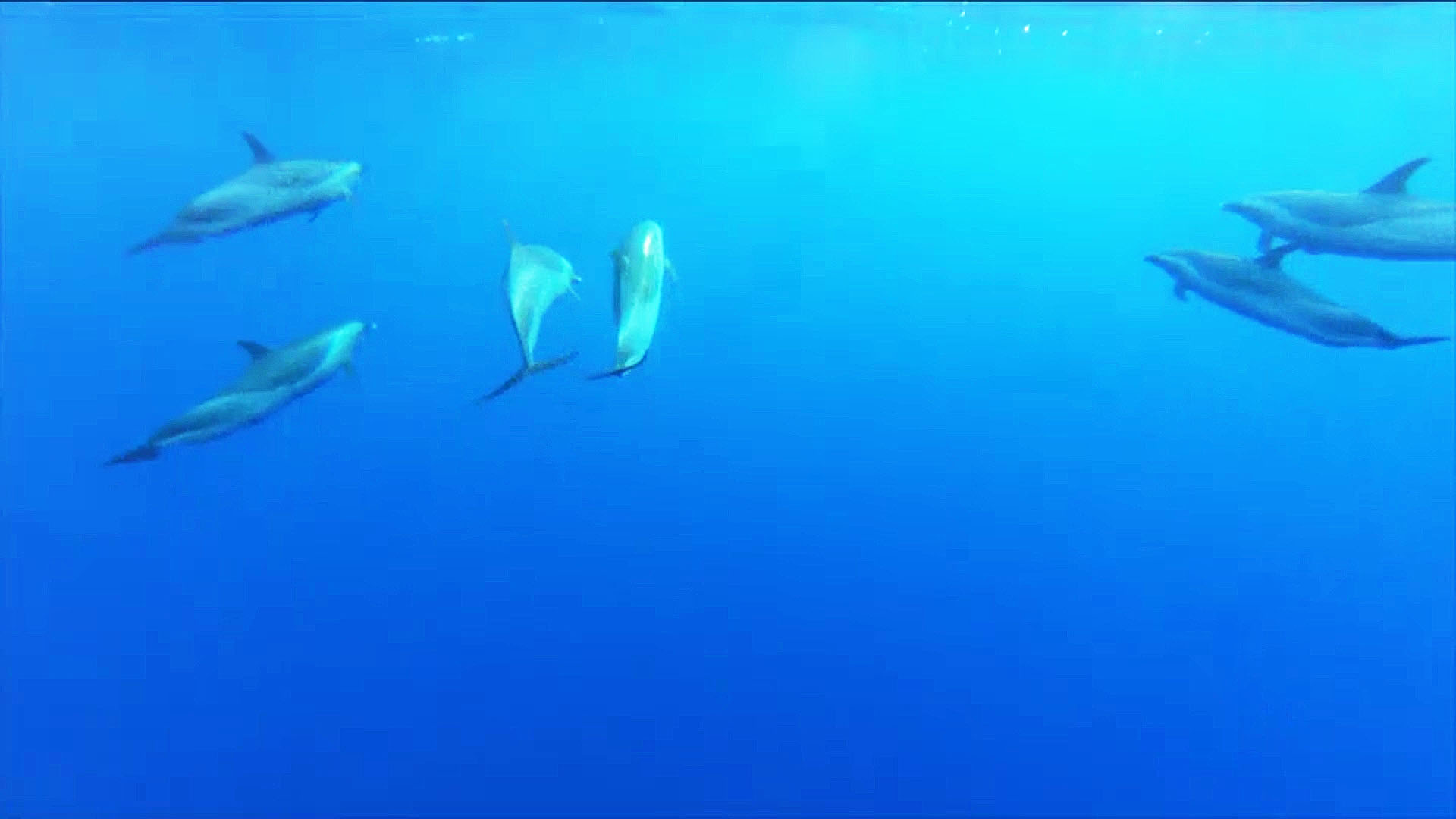 Swim With Us - ʻŌiwi TV